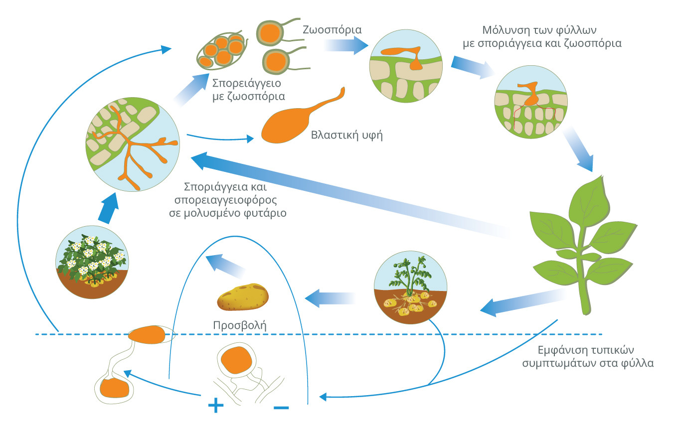 Proxanil® Duo – Μυκητοκτόνο Διπλής δύναμης ενάντια στον Περονόσπορο ...