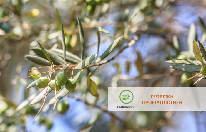 Πώς να αναγνωρίσετε τις 4 πιο κοινές ασθένειες φυτών - Farmacon - Blog ...