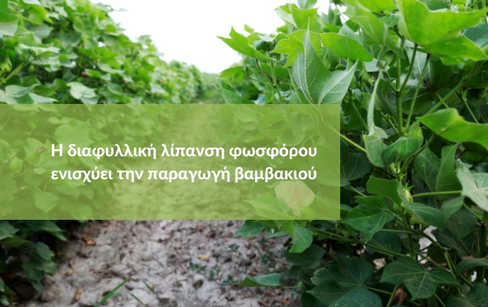 Βασικές αρχές για σωστή λίπανση σε οπωροφόρα - Farmacon - Blog - Η #1 ...